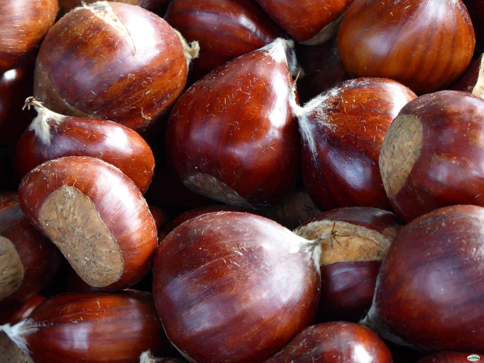 Alta Cerdanya - Castanyada a la Cerdanya - Bellver - Dorres