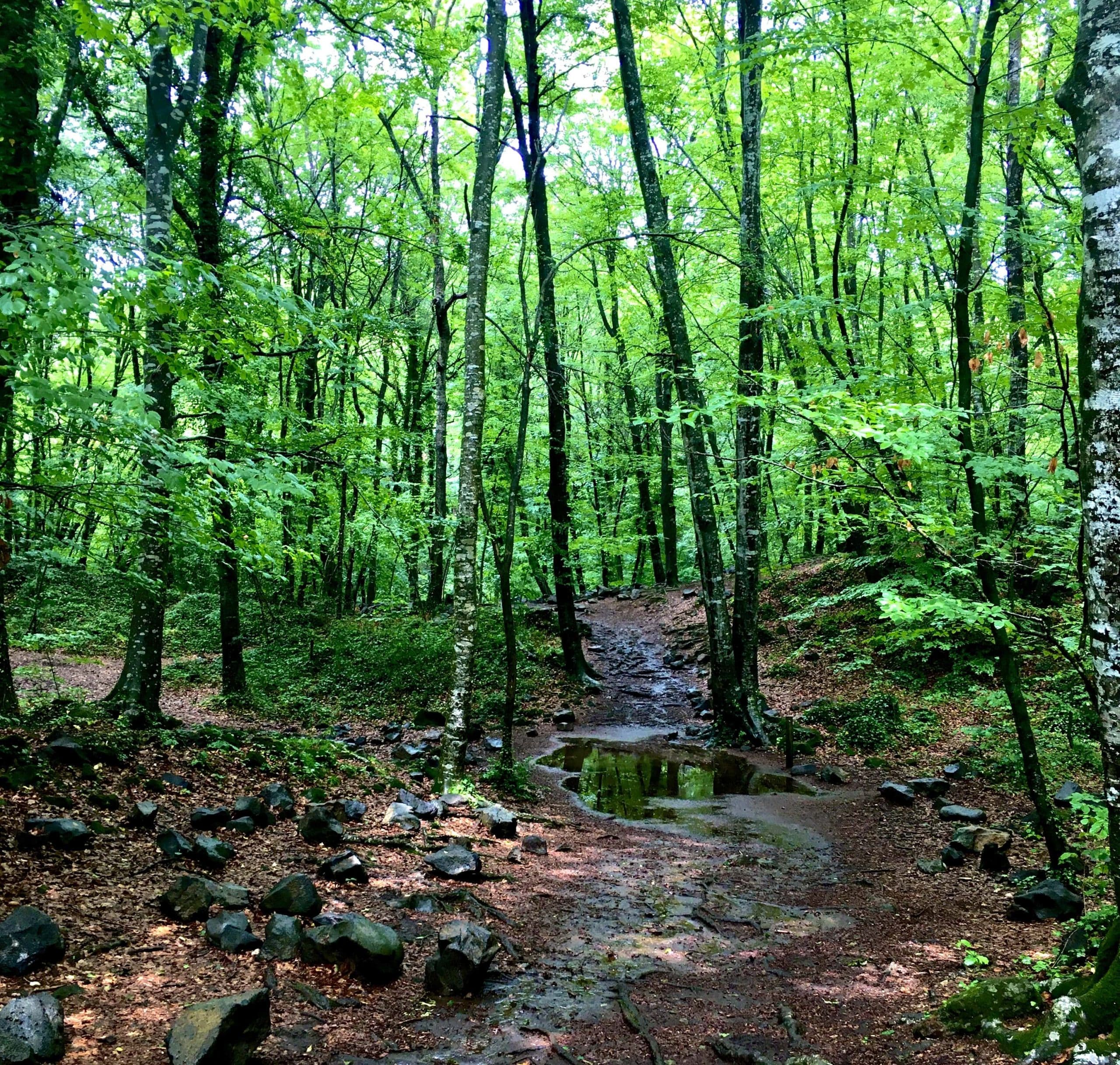 Fageda d'en Jordà i la Garrotxa - Centre Europeu