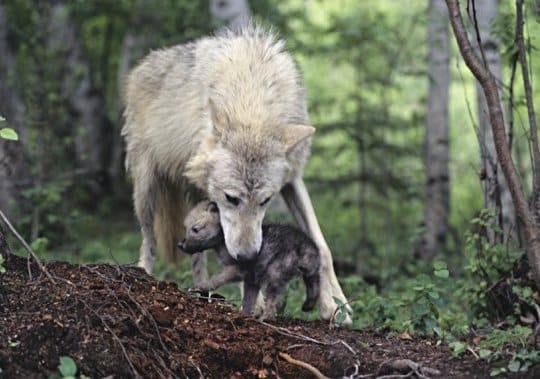 La Vall d'Orlu y la Casa dels Llops
